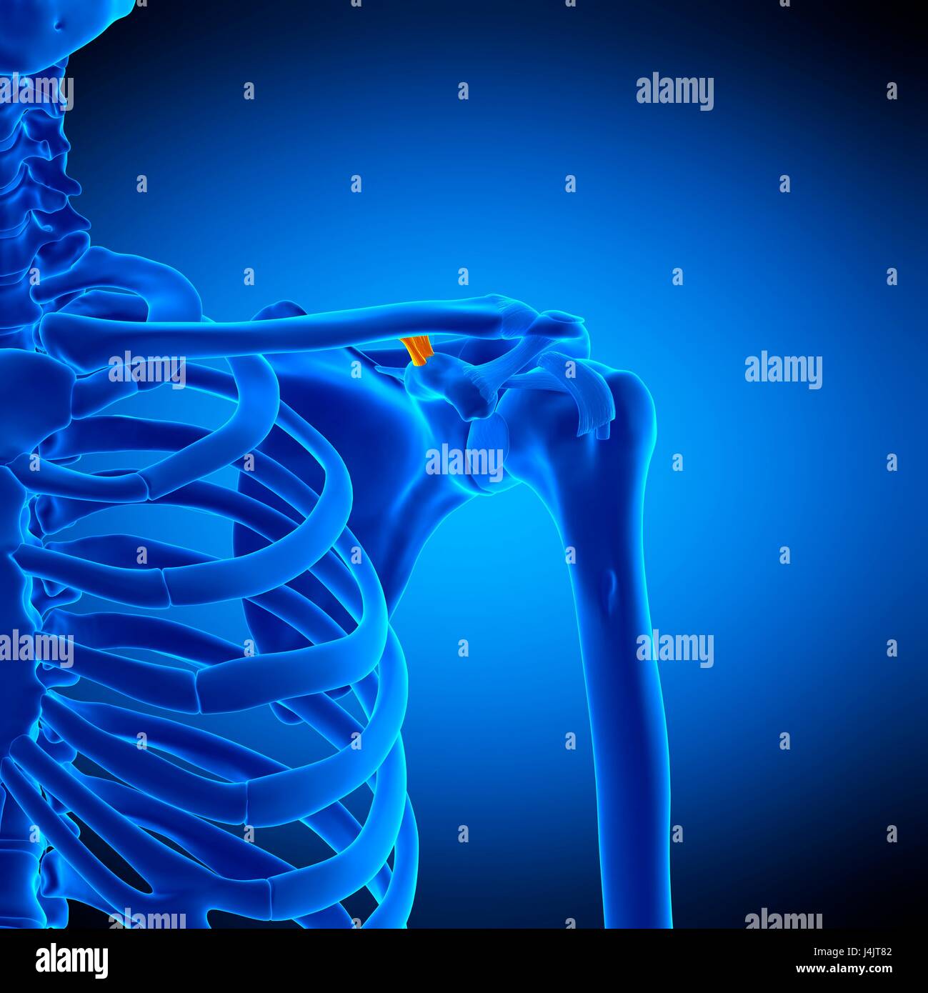 Illustration of the conoid ligament Stock Photo - Alamy