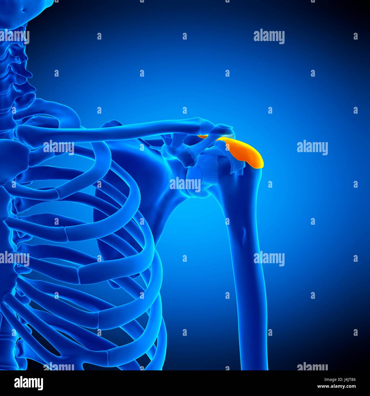 Illustration of the subdeltoid bursa Stock Photo - Alamy