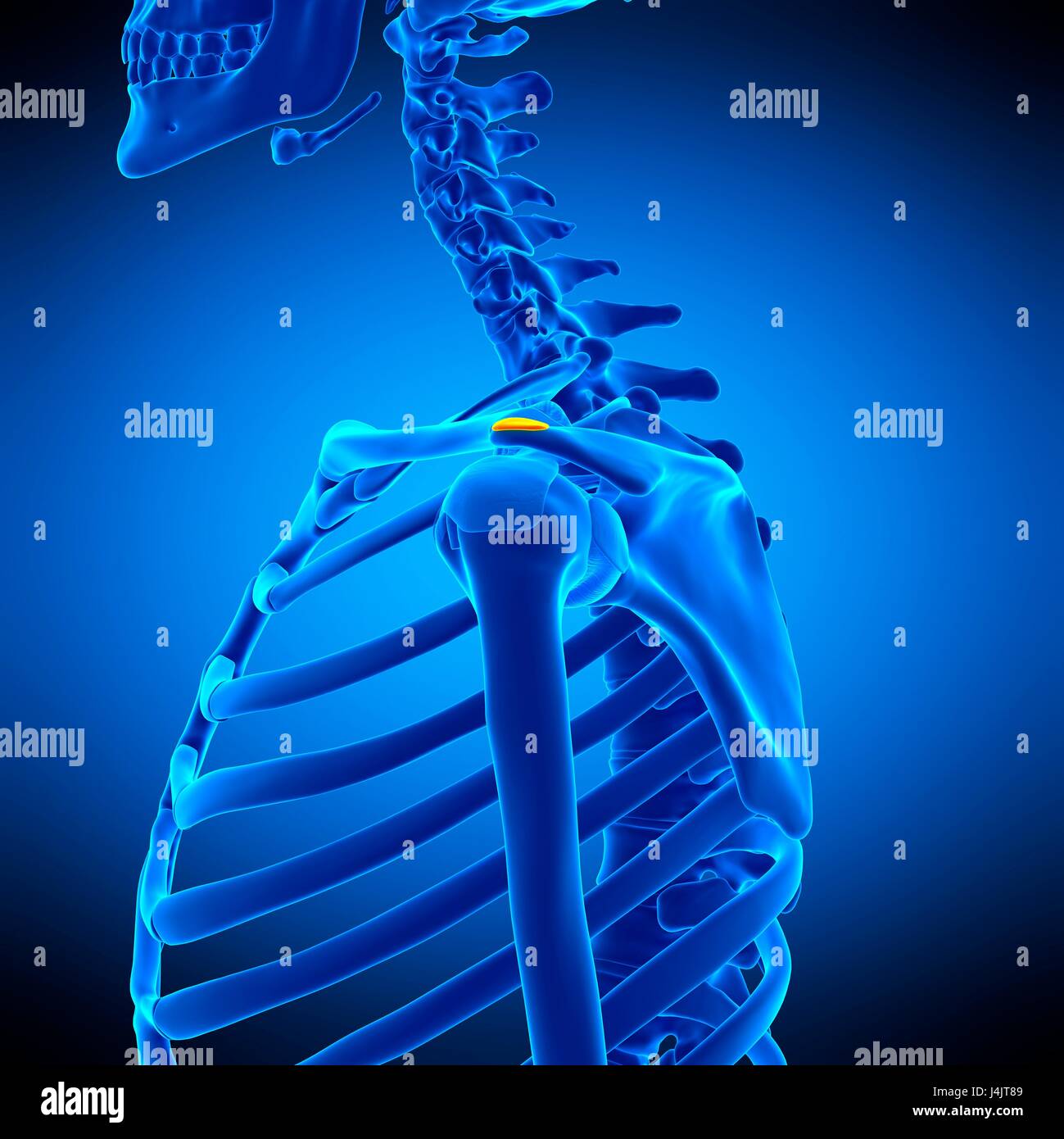 Acromion High Resolution Stock Photography and Images - Alamy