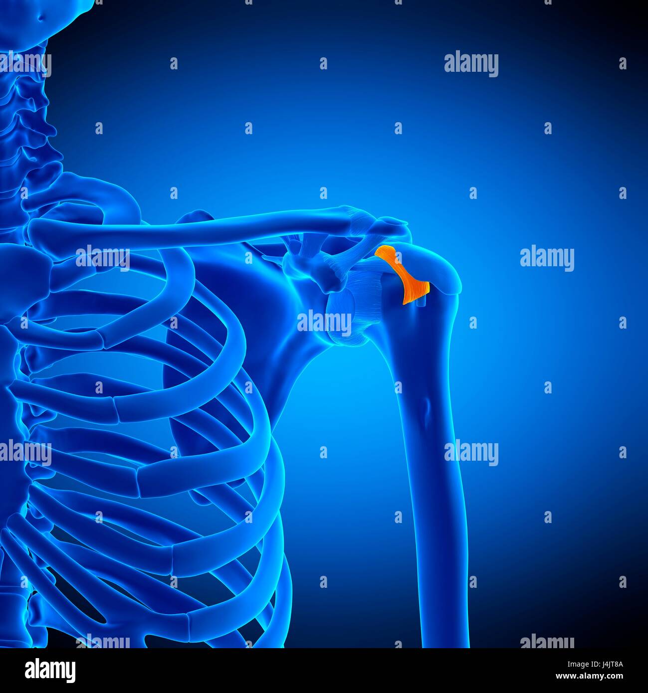 Humeral hi-res stock photography and images - Alamy