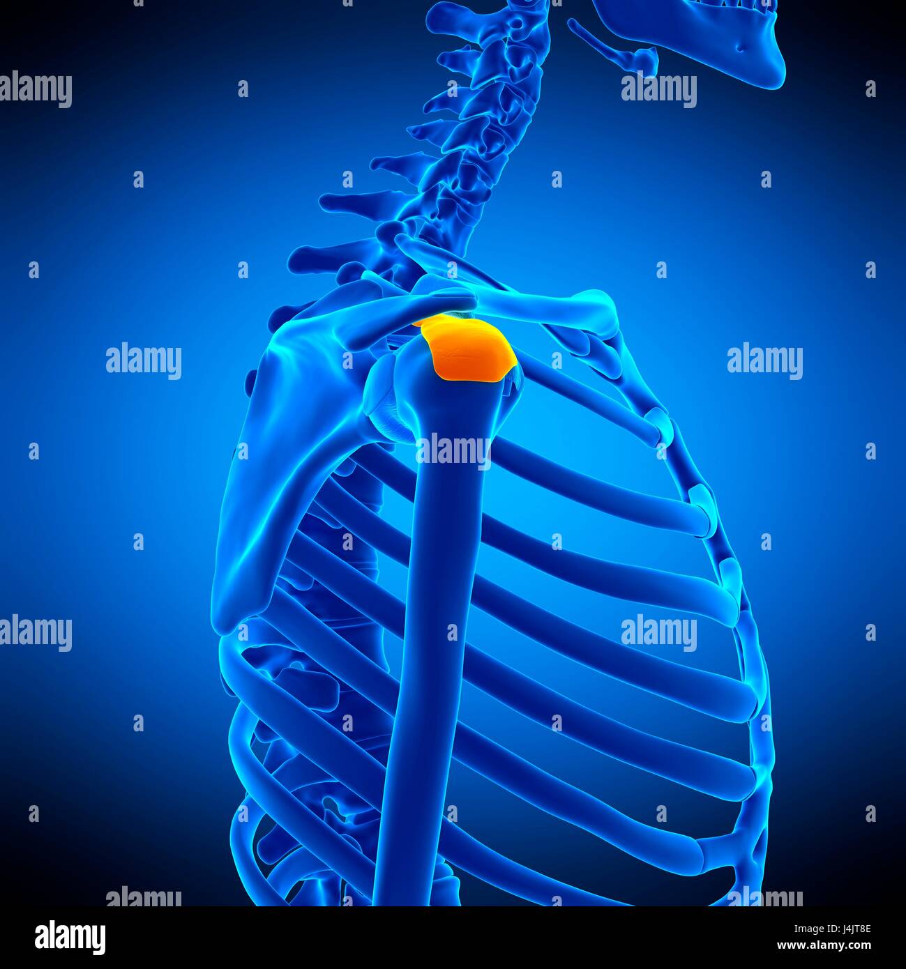 Shoulder tendon sheath hi-res stock photography and images - Alamy