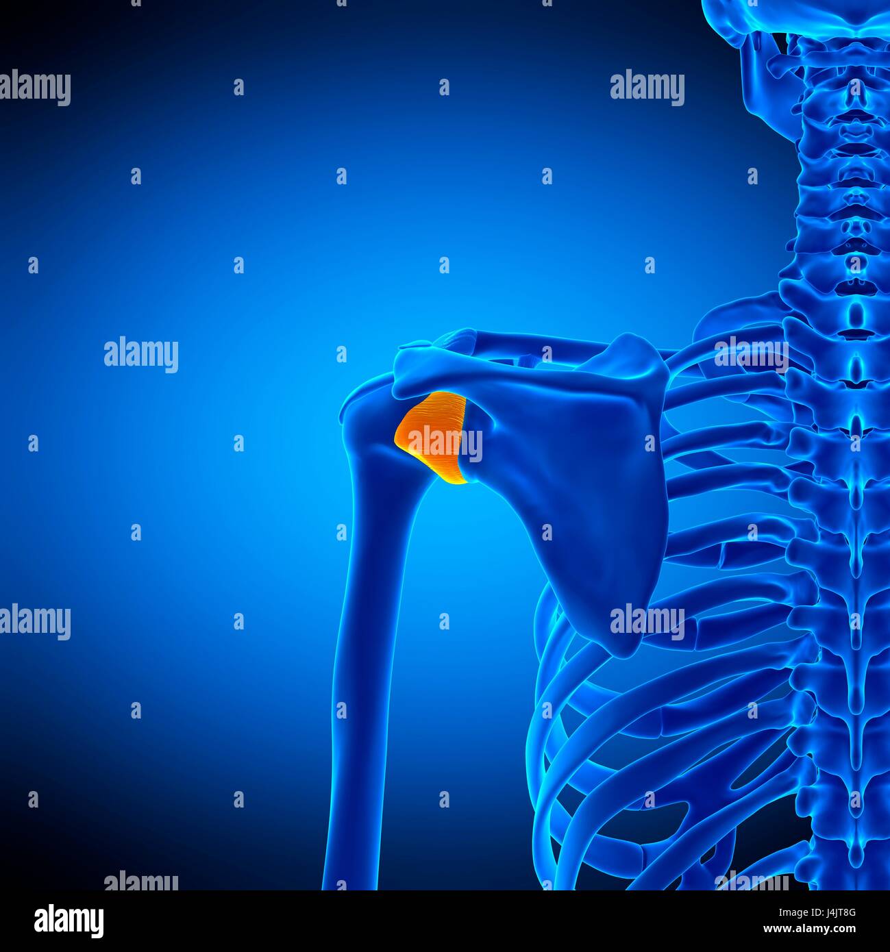 Capsular ligament hi-res stock photography and images - Alamy