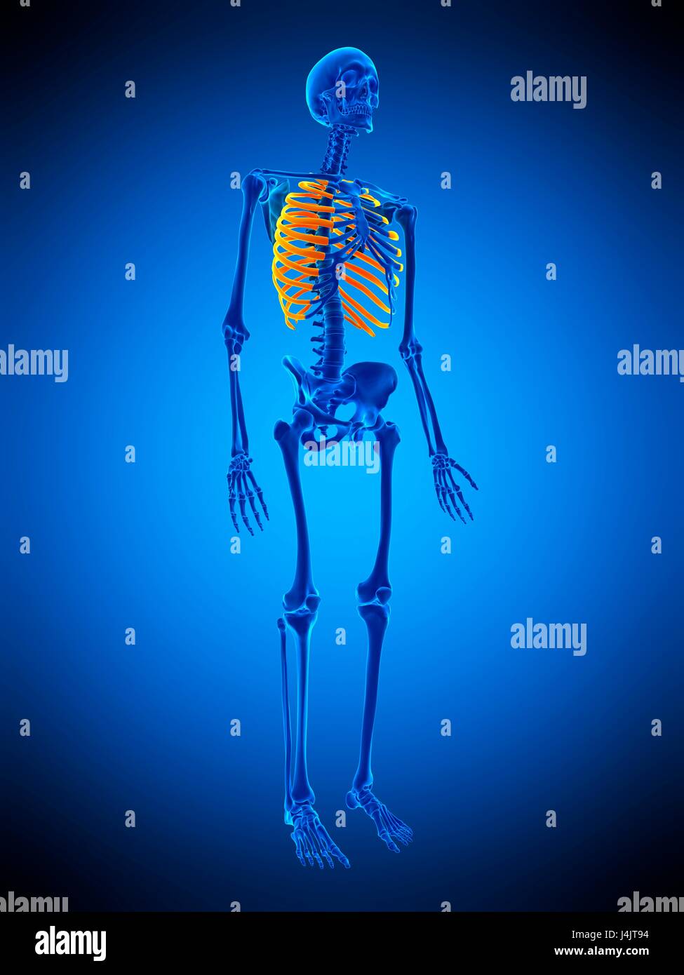 Rib cage hi-res stock photography and images - Alamy