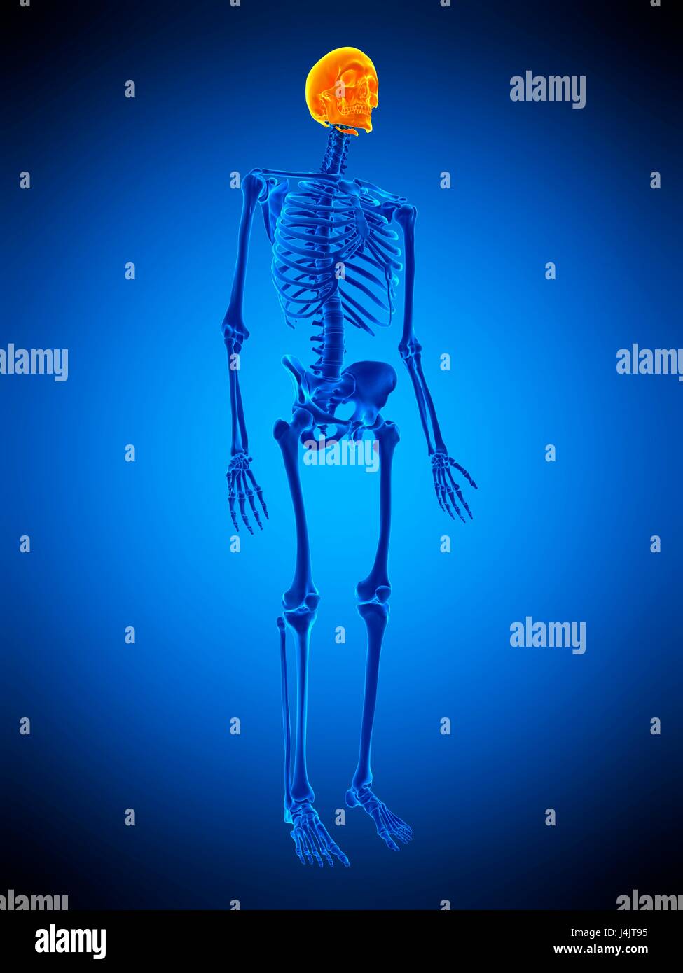 Human skull animation on black hi-res stock photography and images - Alamy
