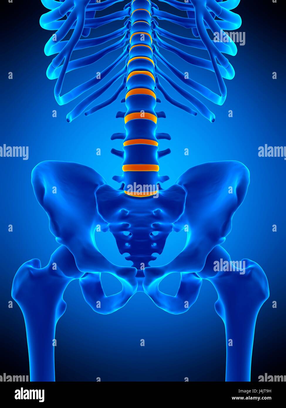 Illustration of the intervertebral discs Stock Photo - Alamy