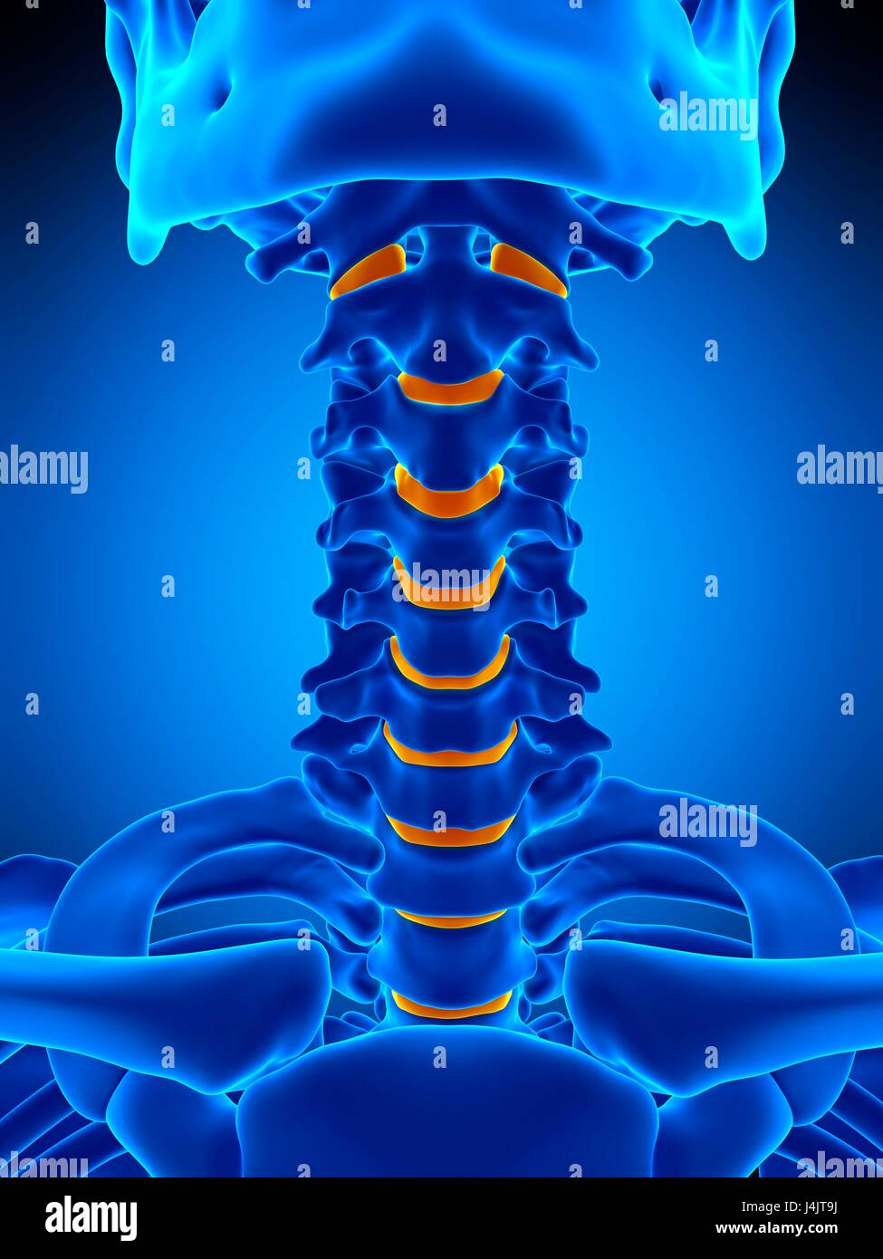 Illustration of the intervertebral discs Stock Photo - Alamy