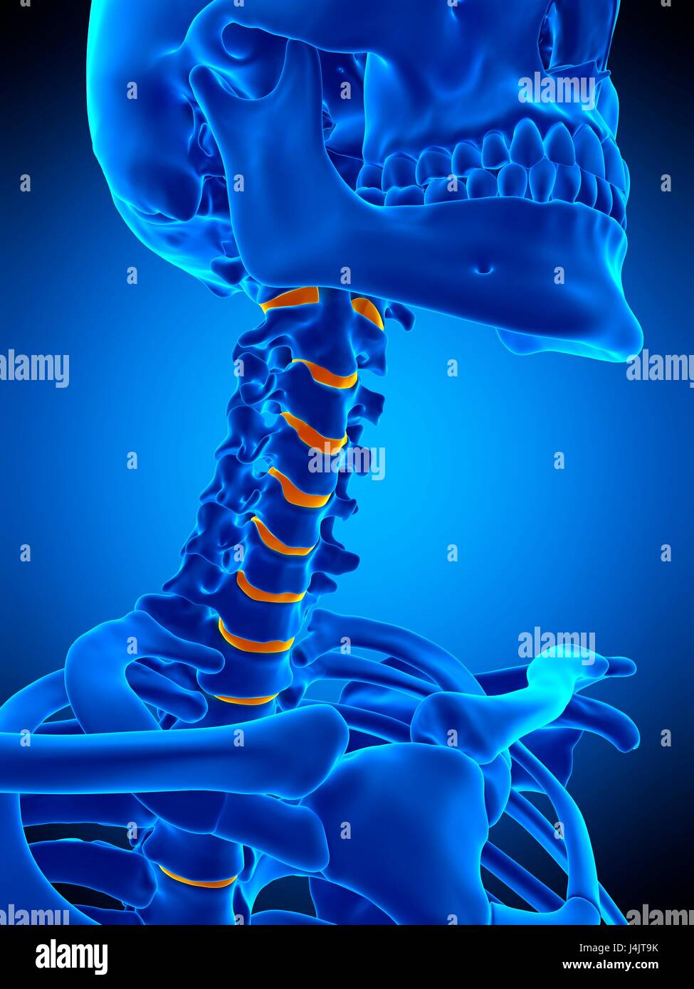 Illustration of the intervertebral discs Stock Photo - Alamy