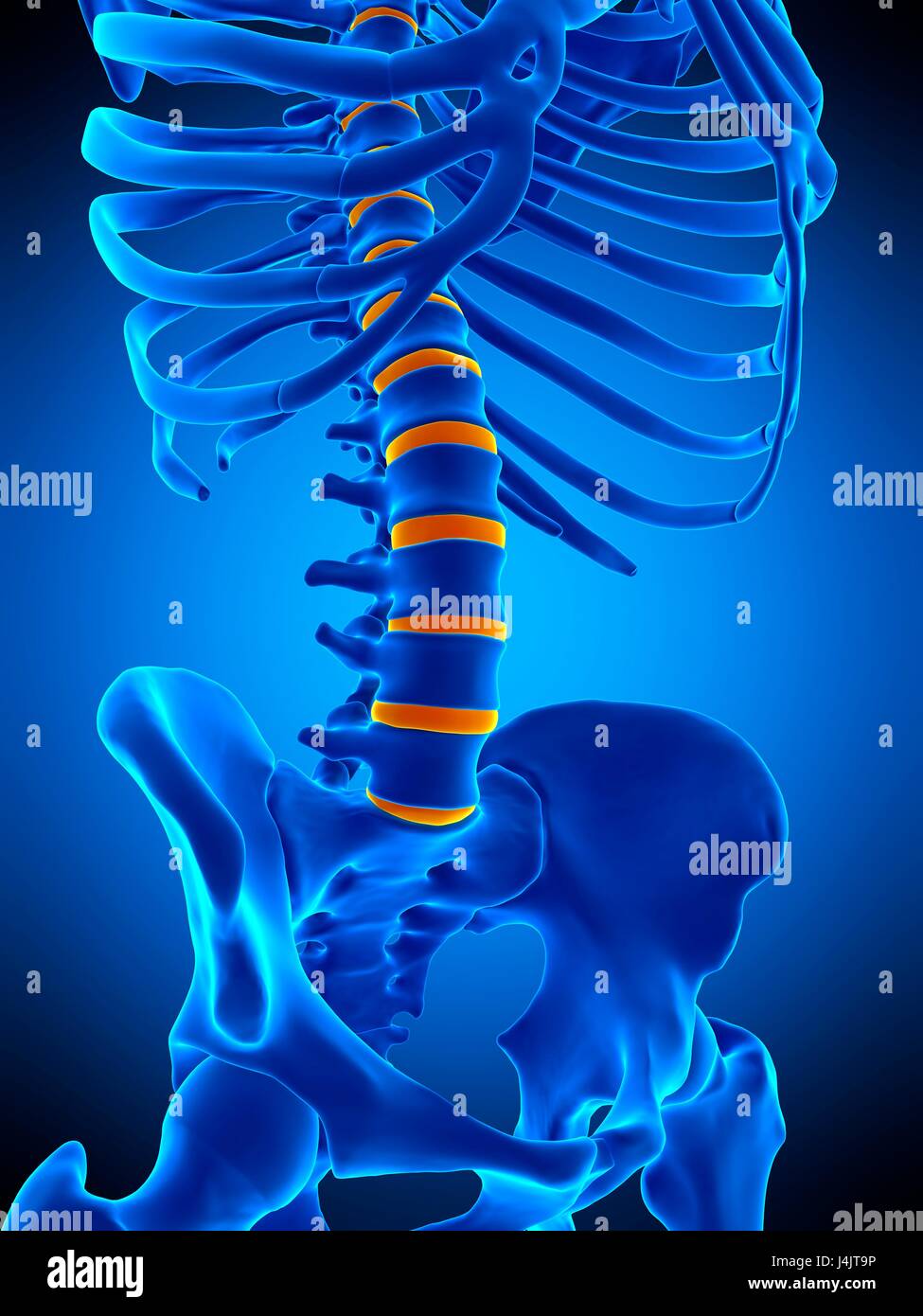 Illustration of the intervertebral discs Stock Photo - Alamy