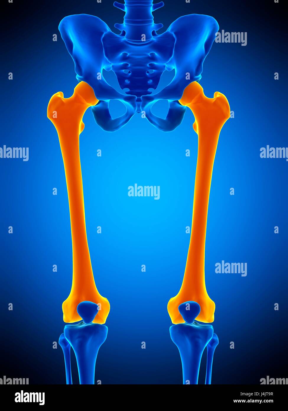 Illustration of the femur Stock Photo - Alamy