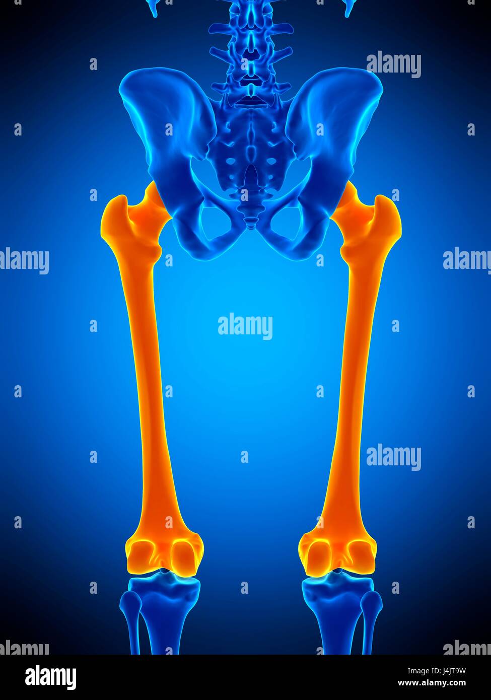 Illustration of the femur Stock Photo - Alamy