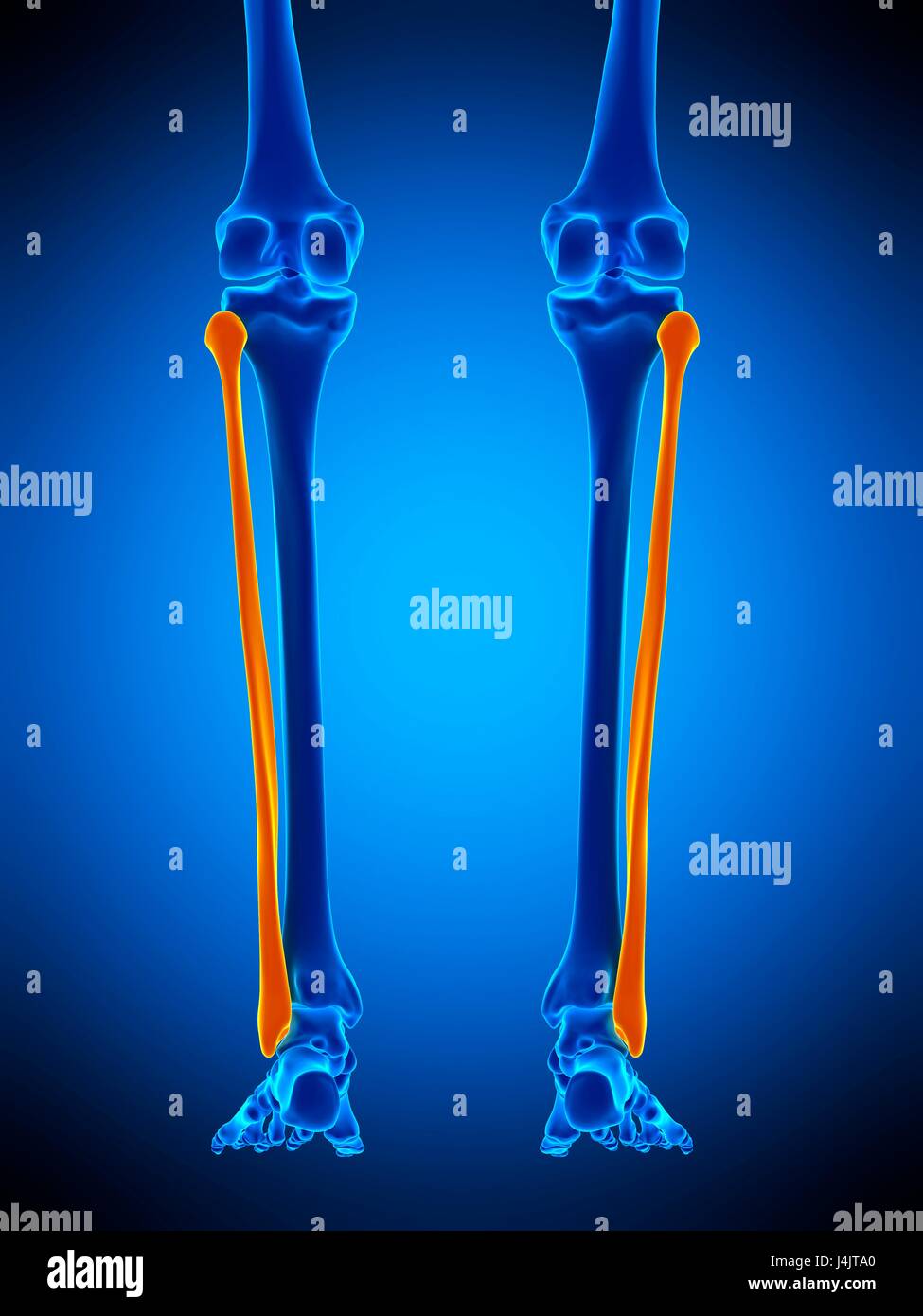 Illustration of the fibular Stock Photo - Alamy