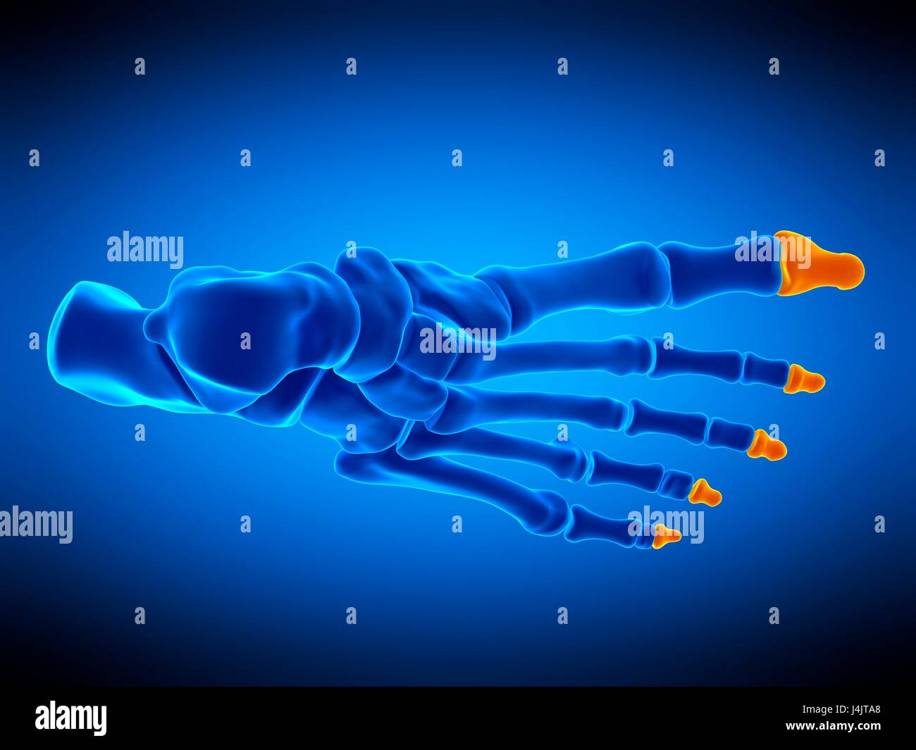Distal phalanx hi-res stock photography and images - Alamy