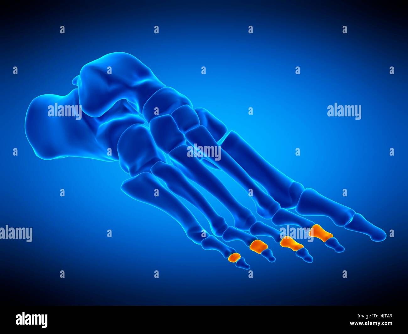 Middle phalanx hi-res stock photography and images - Alamy