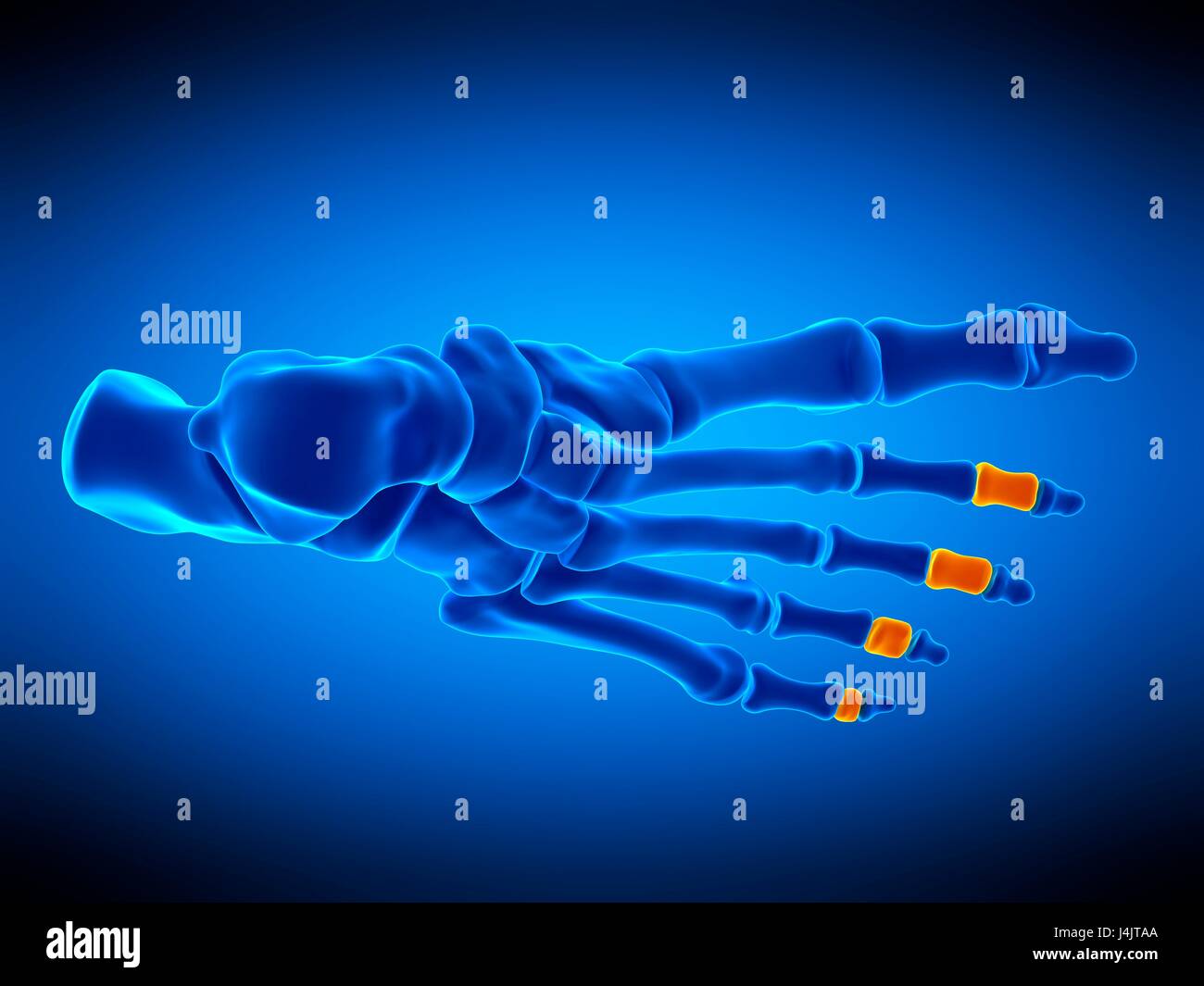 Middle Phalanx High Resolution Stock Photography and Images - Alamy
