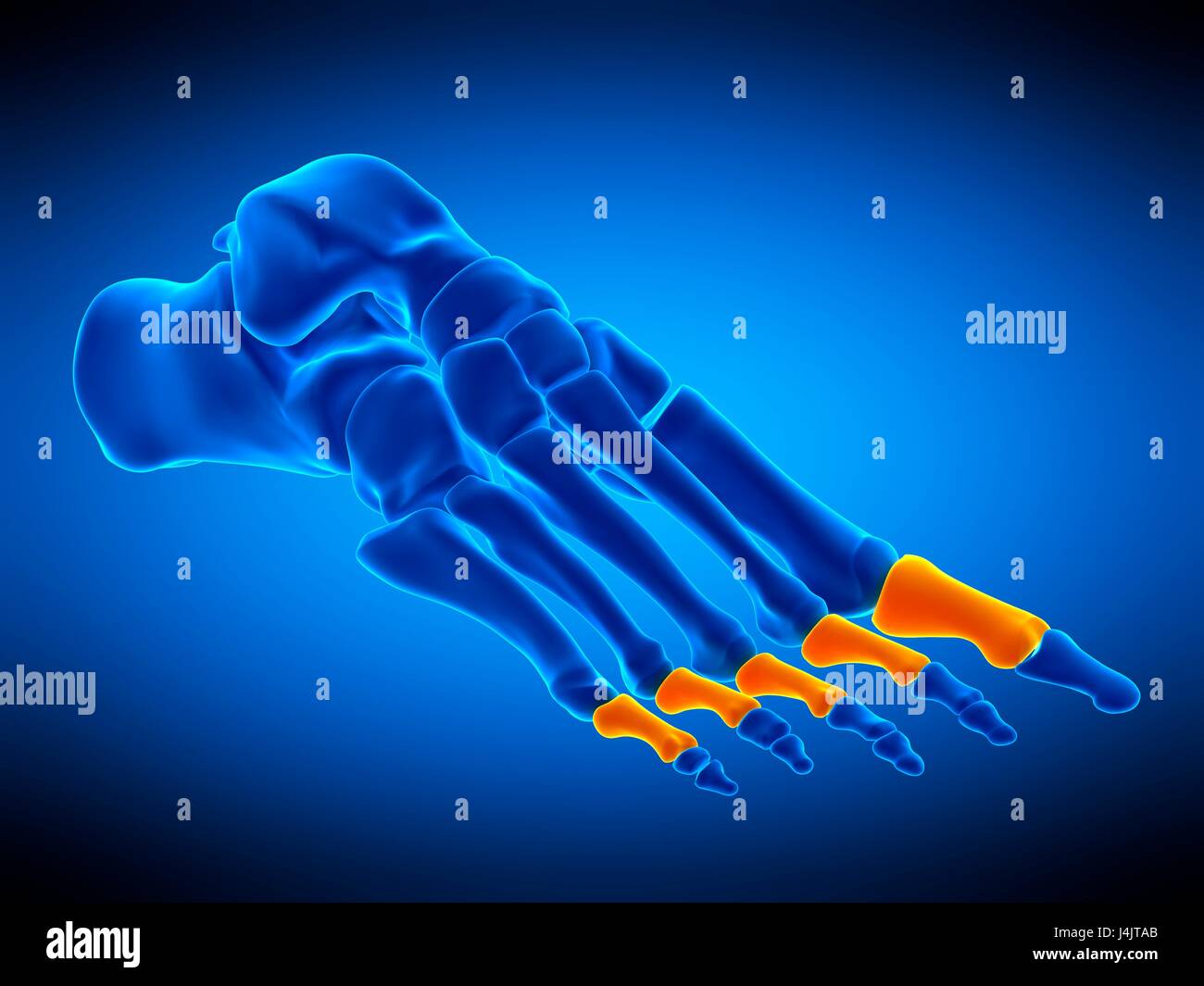 Illustration of the proximal phalanx bones Stock Photo - Alamy
