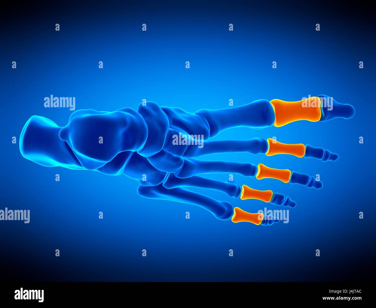 Illustration of the proximal phalanx bones Stock Photo - Alamy Illustration of the proximal phalanx bones Stock Photo - Alamy