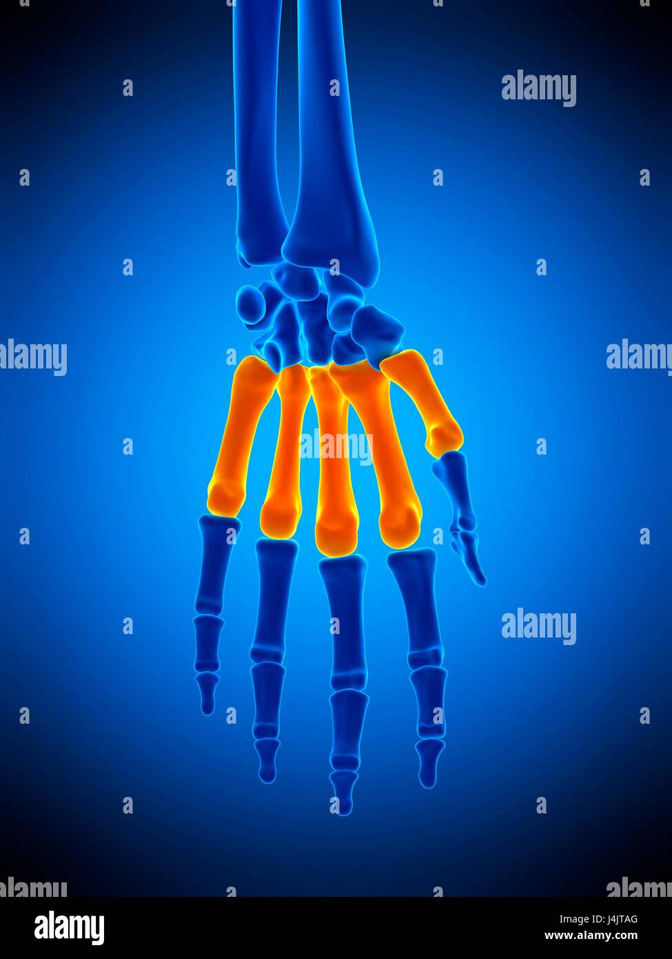 Metacarpal bones hi-res stock photography and images - Alamy