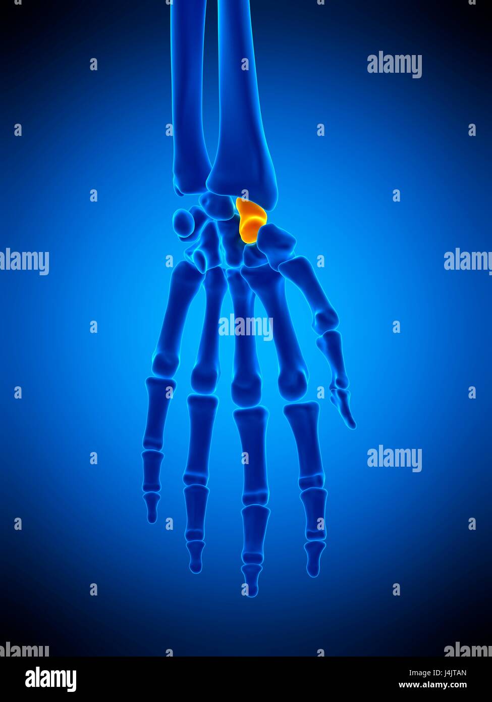 Illustration of the scaphoid bone Stock Photo - Alamy