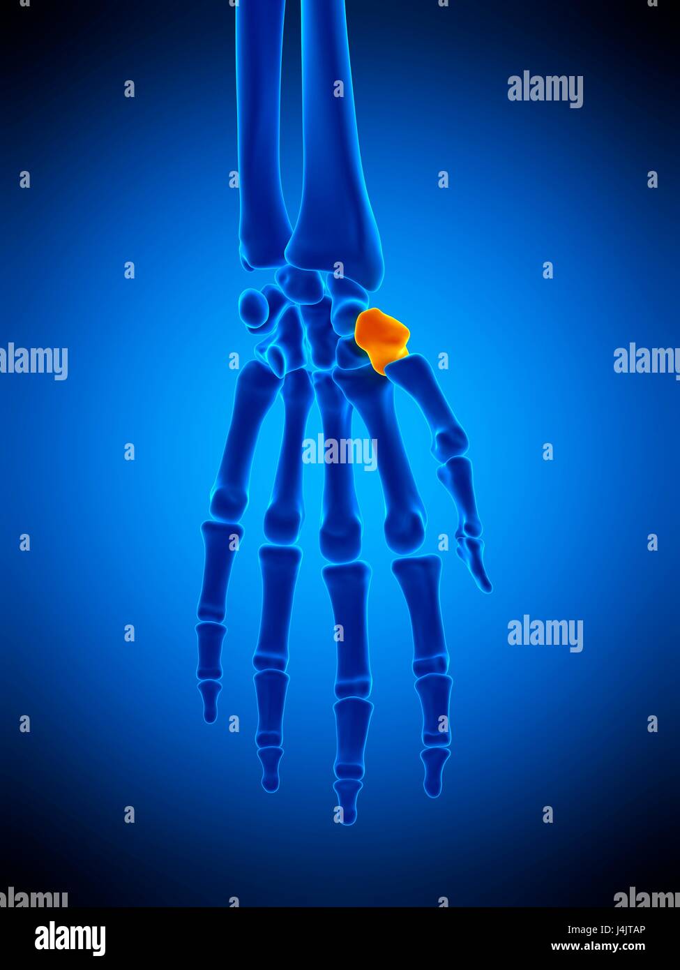 Trapezium Skeleton Hand High Resolution Stock Photography and Images ...
