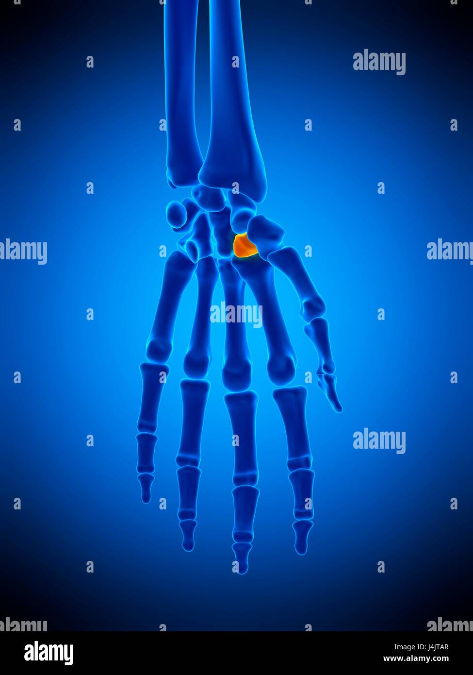 Trapezoid bone hi-res stock photography and images - Alamy