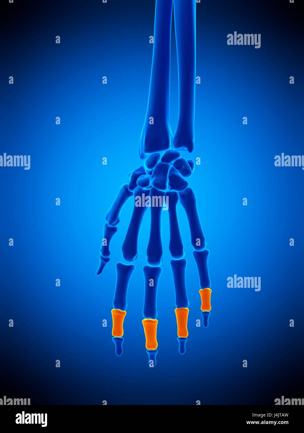 Illustration of the middle phalanges bones Stock Photo - Alamy