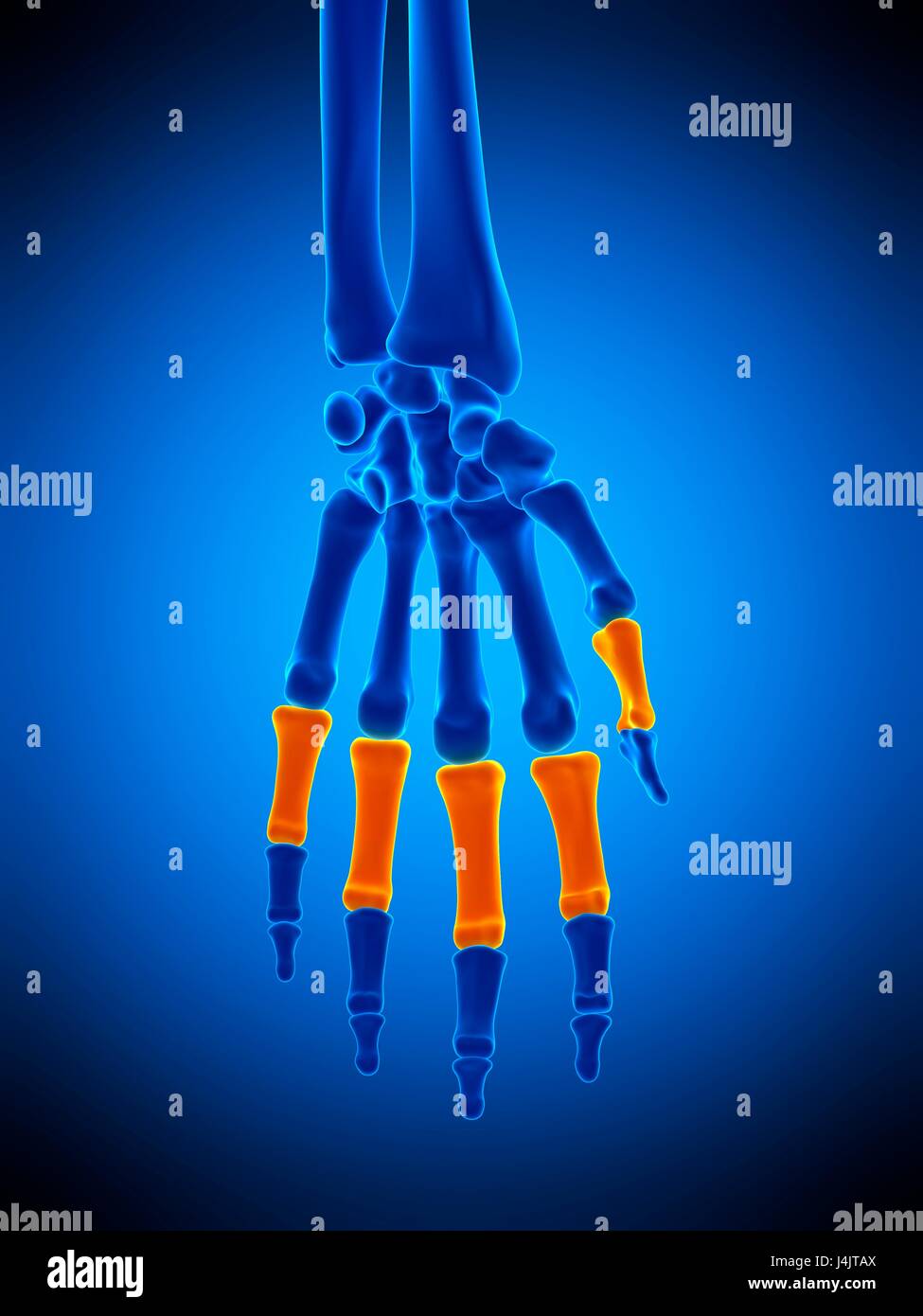 Illustration of the proximal phalanges bones Stock Photo - Alamy
