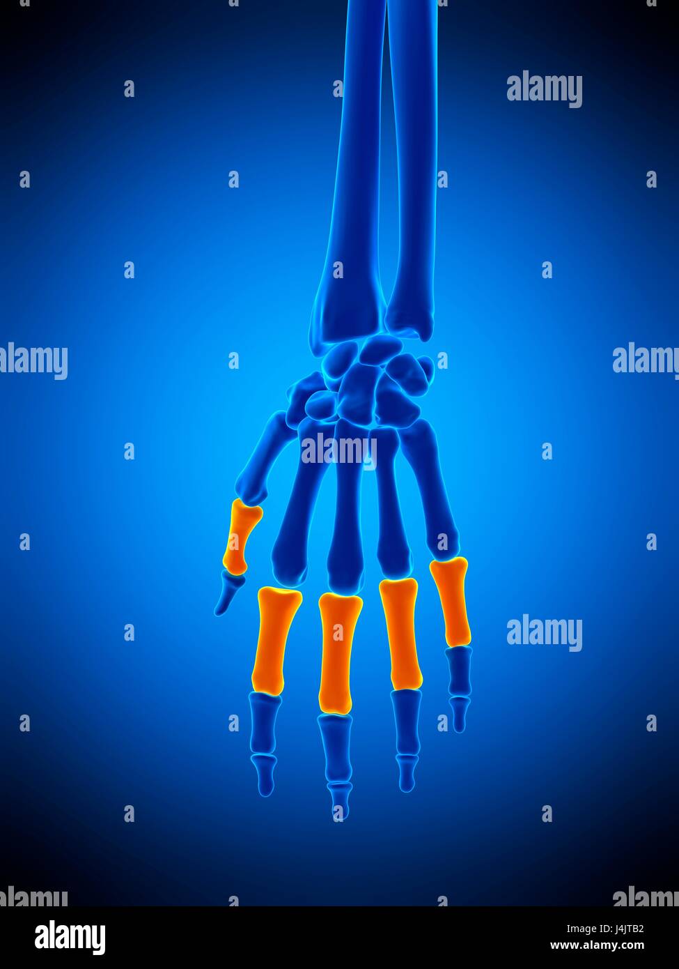 Illustration of the proximal phalanges bones Stock Photo - Alamy