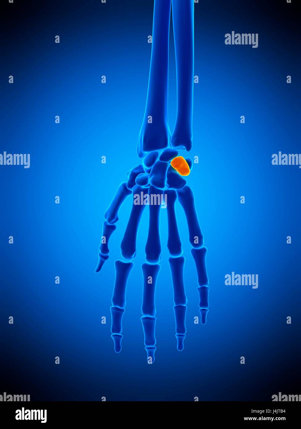 Illustration of the triquetrum bone Stock Photo - Alamy