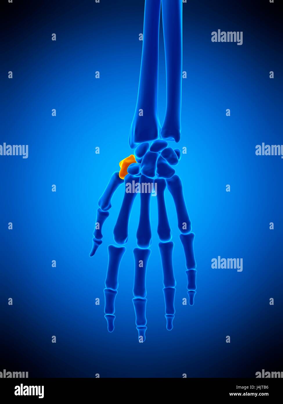 Illustration of the trapezium bone Stock Photo - Alamy