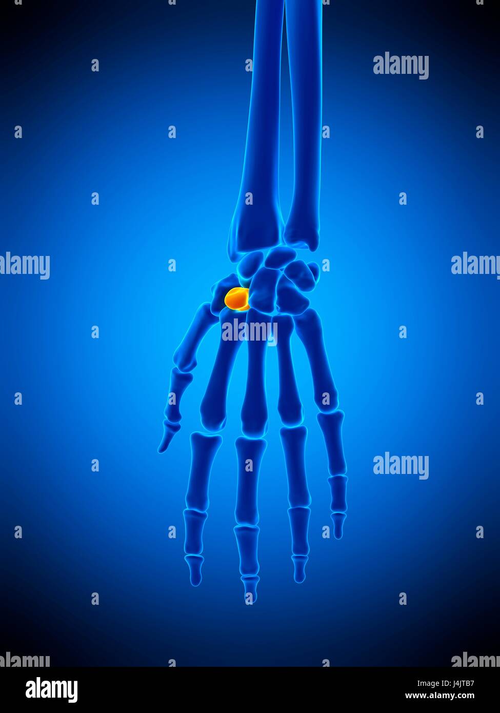 Illustration of the trapezoid bone Stock Photo - Alamy