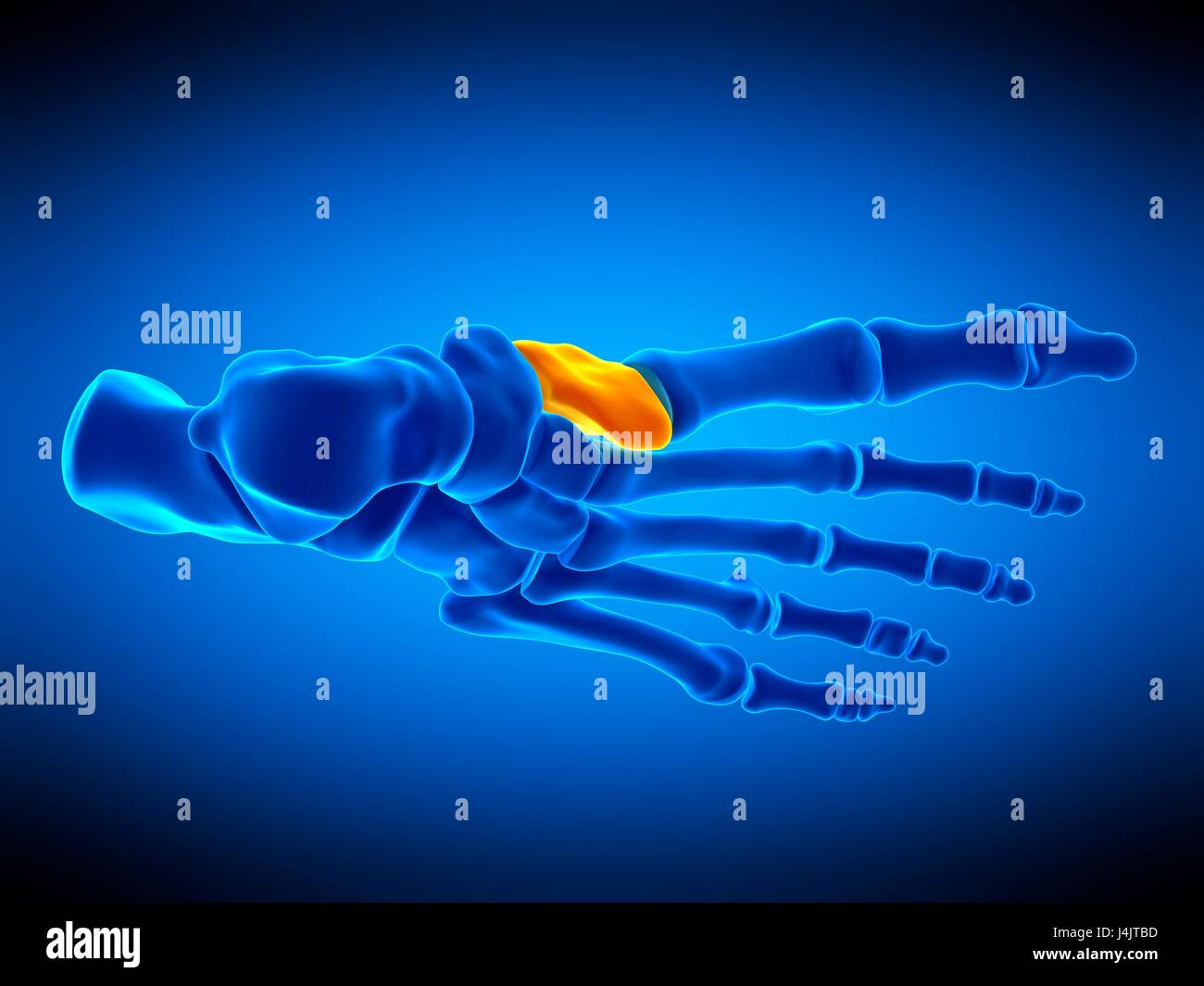 Medial Cuneiform Bone High Resolution Stock Photography and Images - Alamy