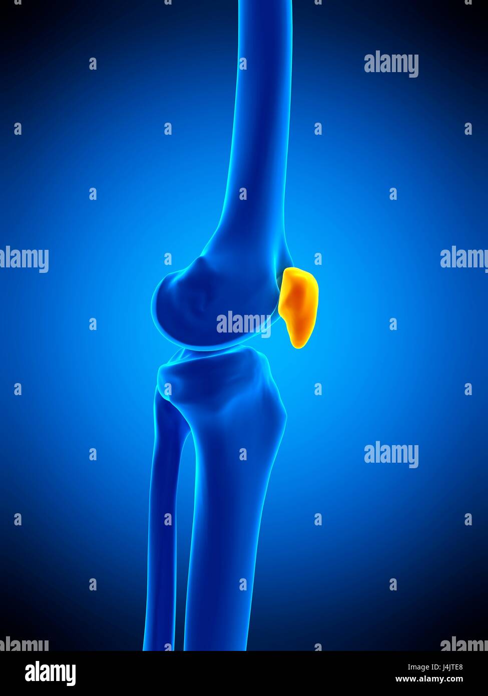 Illustration of the patella Stock Photo - Alamy