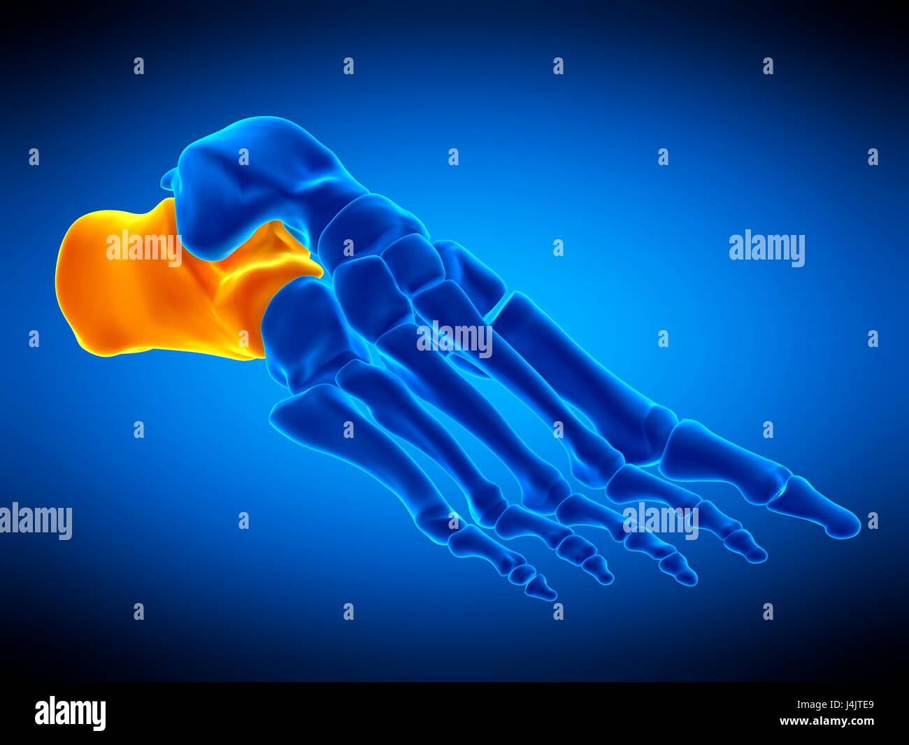 Illustration of the calcaneus bone Stock Photo - Alamy