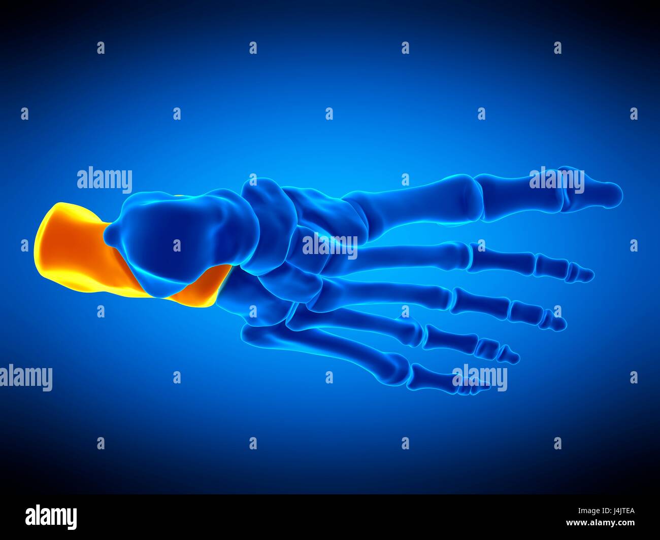 Bone physiology hi-res stock photography and images - Alamy