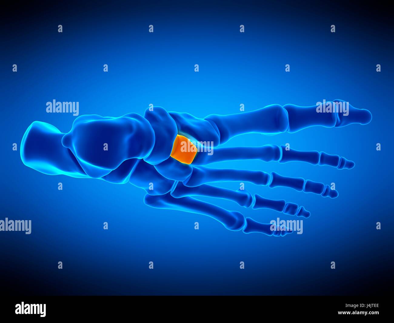 Illustration of the intermediate cuneiform bone Stock Photo - Alamy