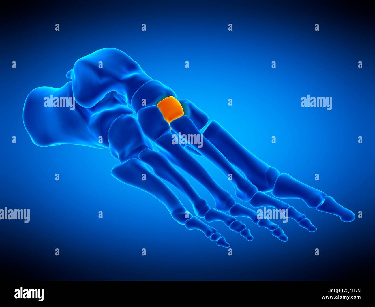 Illustration of the intermediate cuneiform bone Stock Photo - Alamy