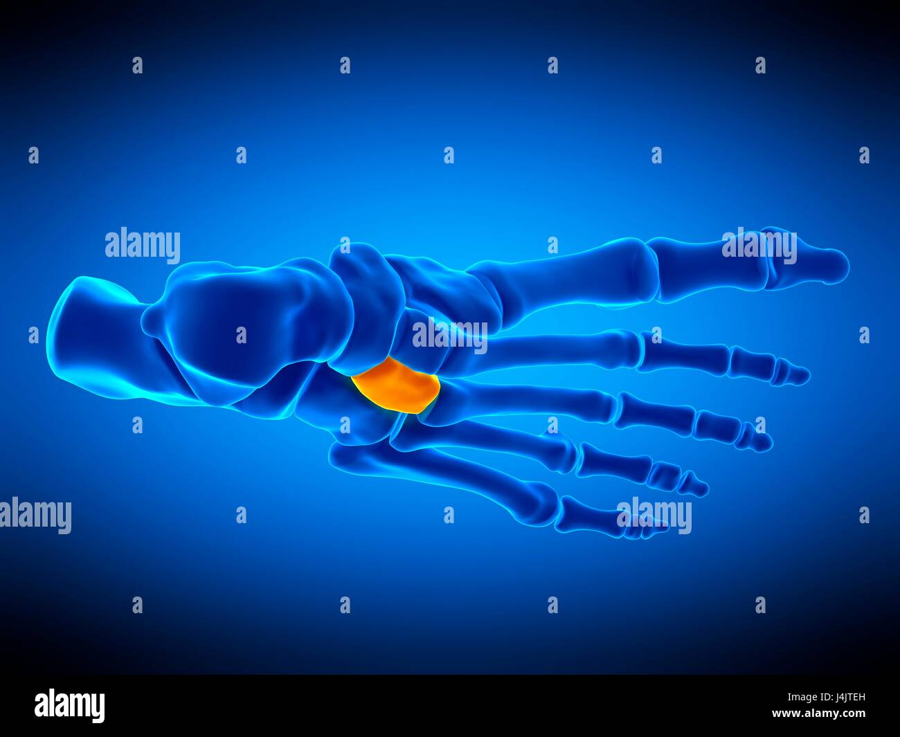 Cuneiform bone hi-res stock photography and images - Alamy