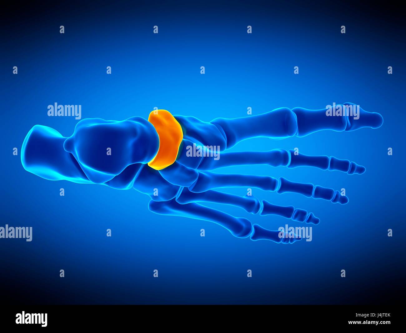 Navicular Bone Stock Photos & Navicular Bone Stock Images - Alamy