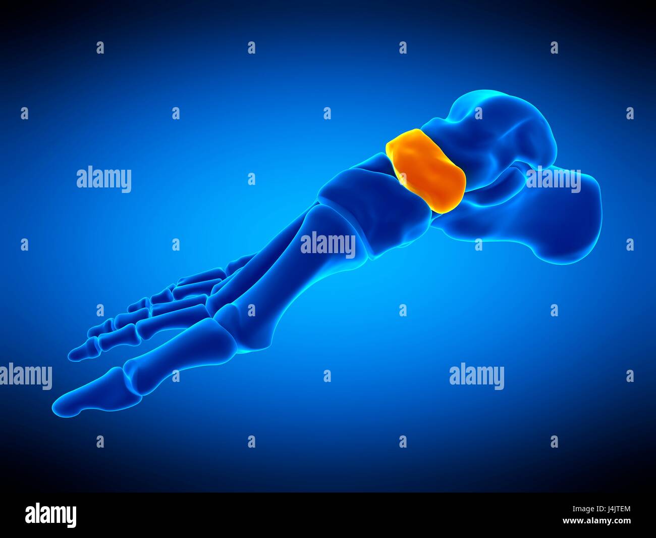 Illustration of the navicular bone Stock Photo - Alamy