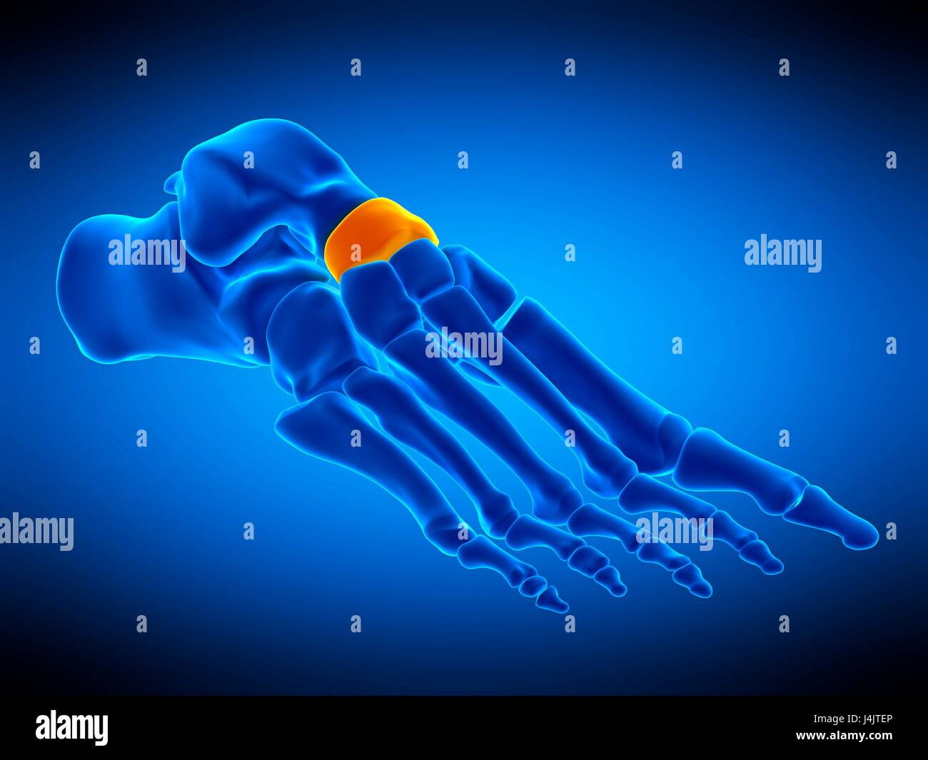 Illustration of the navicular bone Stock Photo - Alamy