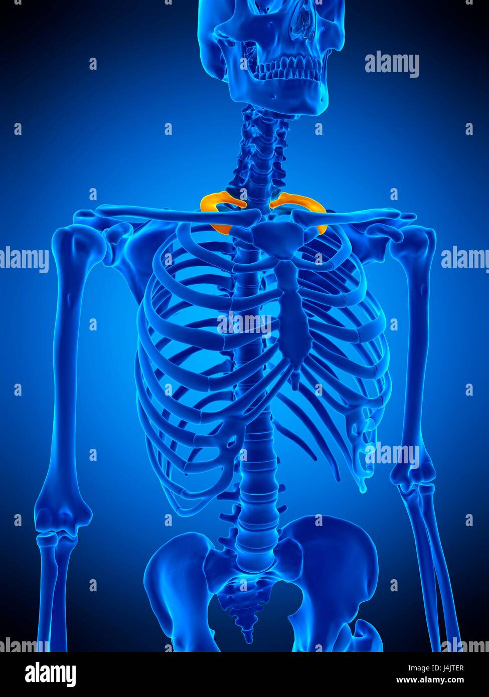 Rib cage illustration hi-res stock photography and images - Alamy