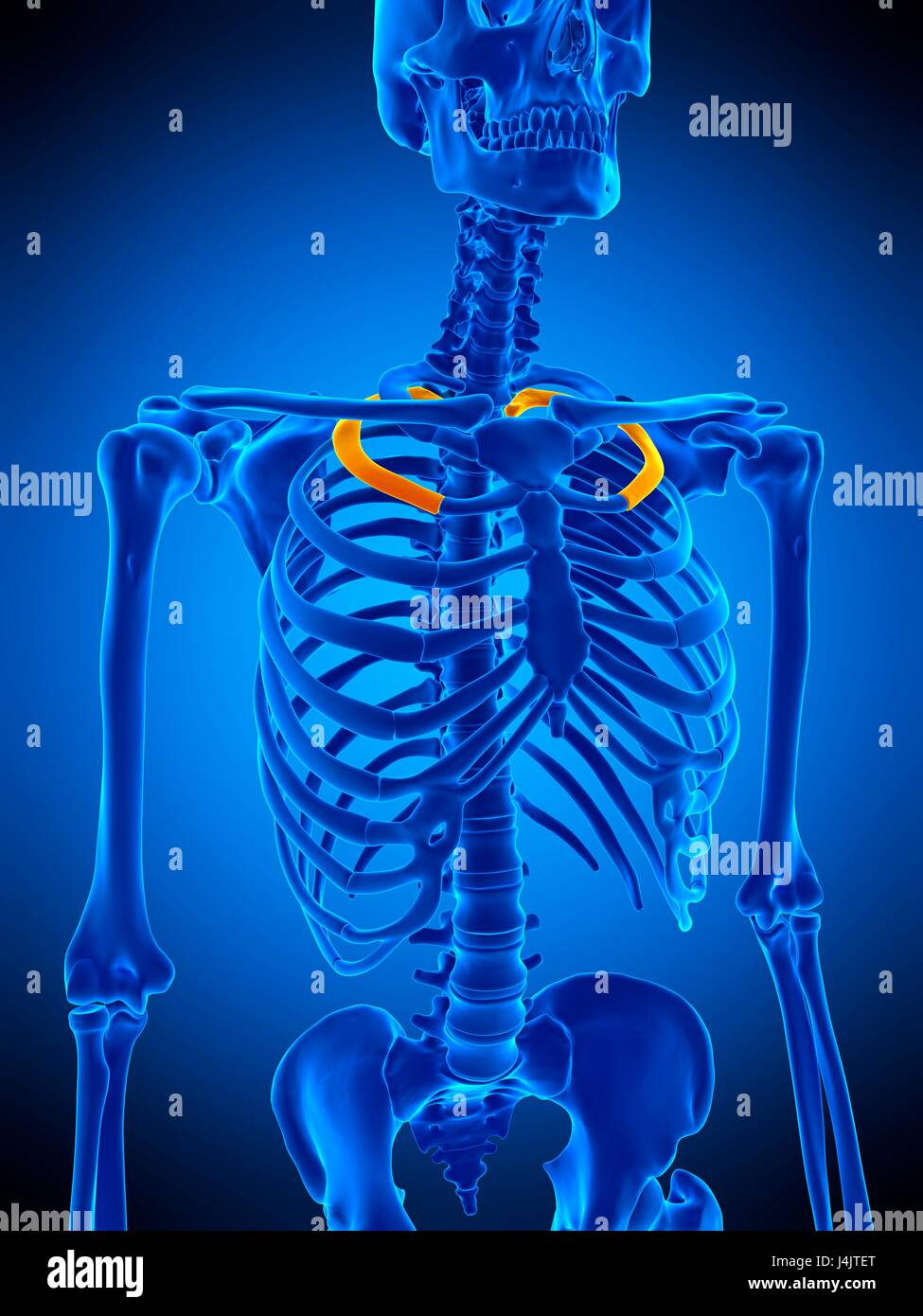 Illustration of the second rib Stock Photo - Alamy