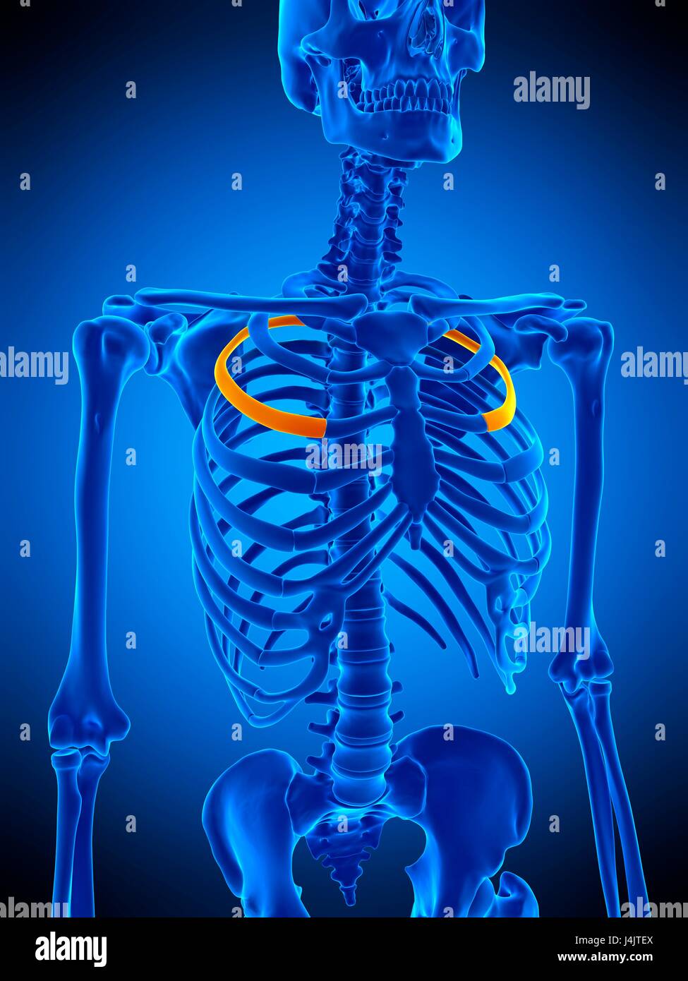 Illustration of the third rib Stock Photo - Alamy