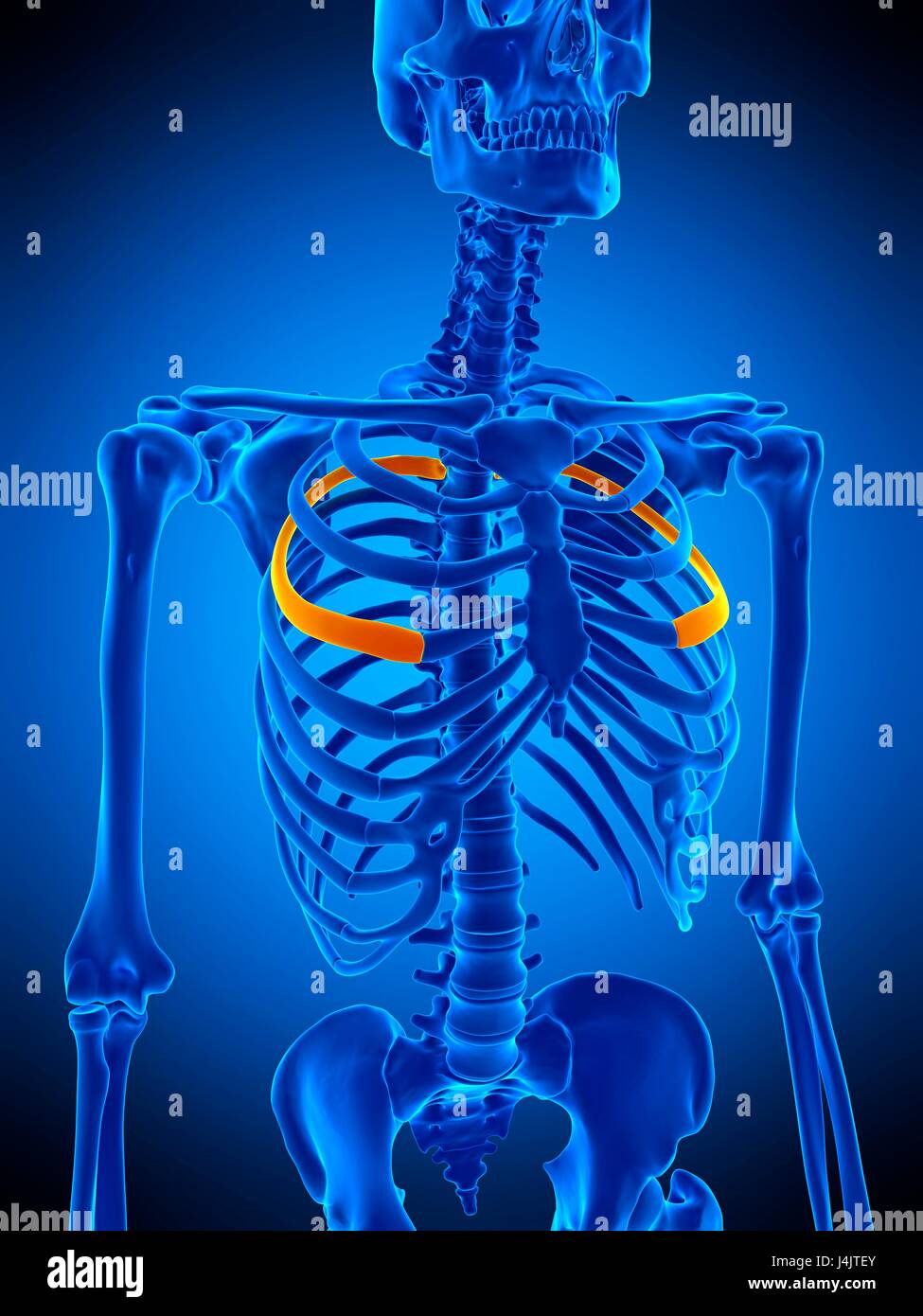 Rib Cage Illustration High Resolution Stock Photography and Images - Alamy