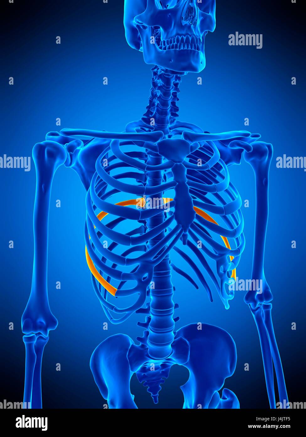 Eighth rib hi-res stock photography and images - Alamy