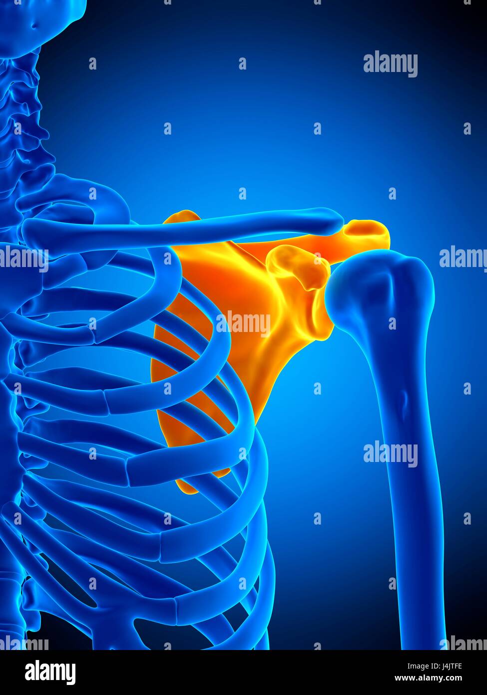 Illustration of the scapula Stock Photo - Alamy