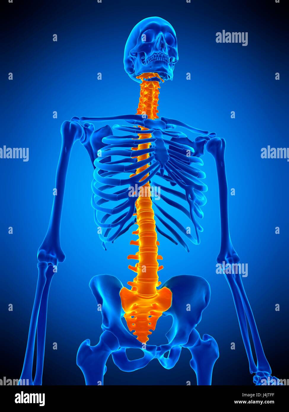 Illustration of the human spine Stock Photo - Alamy