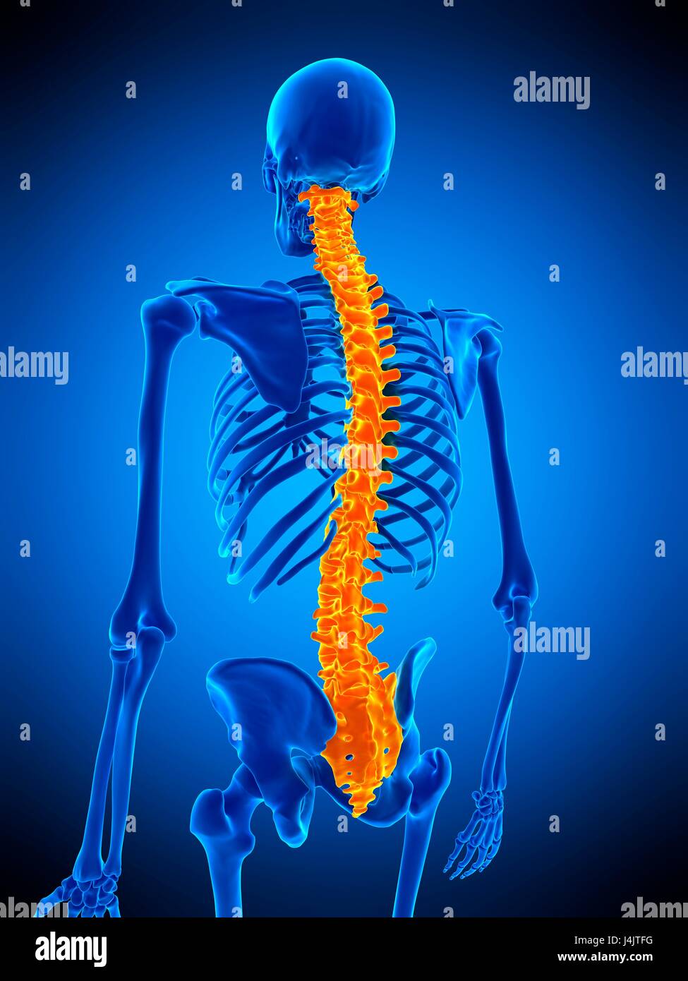 Illustration of the human spine Stock Photo - Alamy