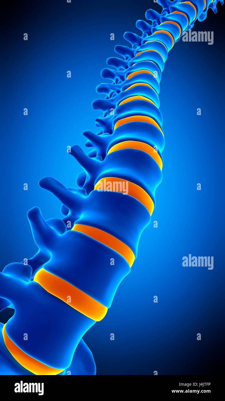 Illustration of the human spine Stock Photo - Alamy
