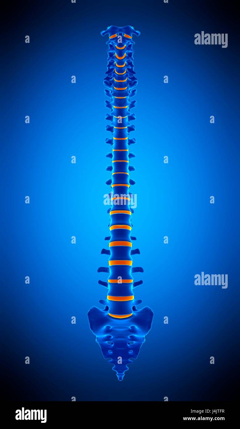 Dorsal Spine Stock Photos & Dorsal Spine Stock Images - Alamy